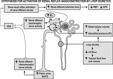 Loop Of Henle Diuretics