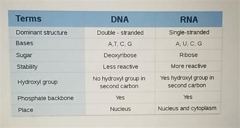 Solved You Can Observe The Main Differences Between DNA And Chegg