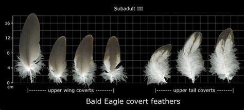 How To Identify Bald Eagle Feathers The Bird Geek