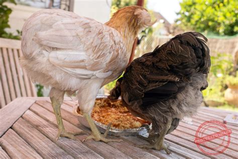 Chicken Grit The Overlooked Key To Healthy Poultry Digestion