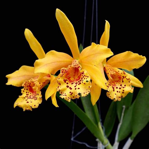 Rby Copper Queen Ruby Lip Hccaos Parfumata Secret Garden Plant Shop