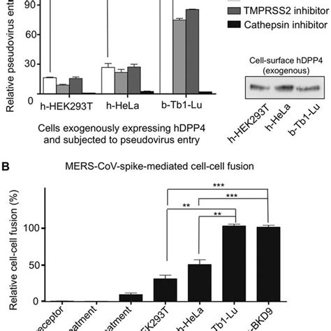 Roles Of Lysosomal Proteases In Sars Cov Spike Mediated Membrane