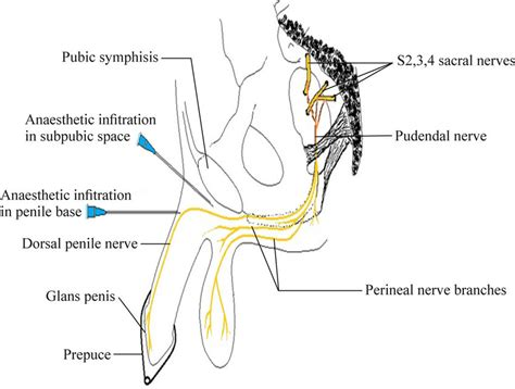 Sagittal Section Of Penile Innervation Showing The Course And Depth Of