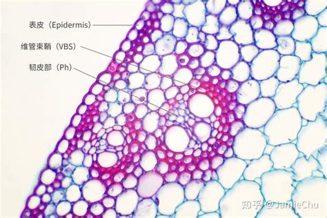 显微观察 单子叶植物茎横切 知乎