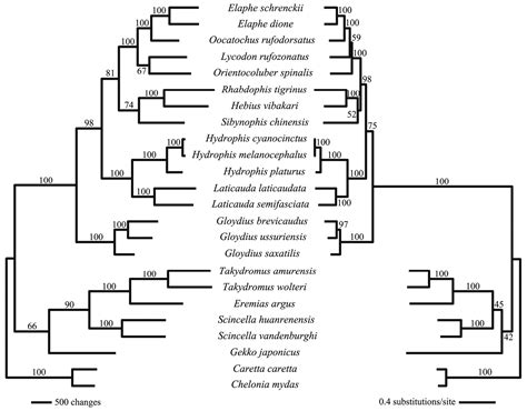 a Comparison Of Gene Organisations And Phylogenetic Relationships Of