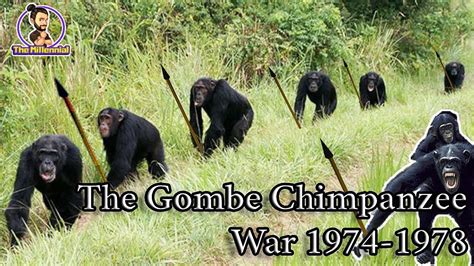 What Does The Gombe Chimpanzee War Say About Our Past The Gombe