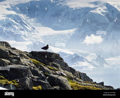 South Polar Skua Catharacta Maccormicki Against A Backdrop Of A