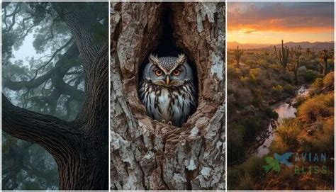 Western Screech Owl Habitat Diet Calls And Behavior Guide