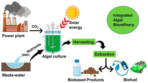 Algae To Biofuels Catalytic Strategies And Sustainable Technologies