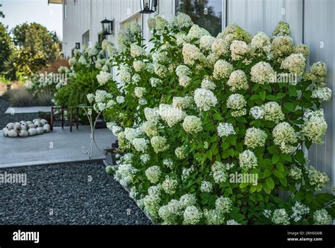 How To Prune Pee Gee Hydrangea Standard At Milla Slessor Blog