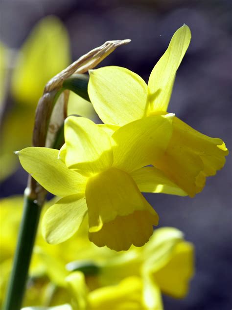 Daffodils Flower Spring Free Image Download