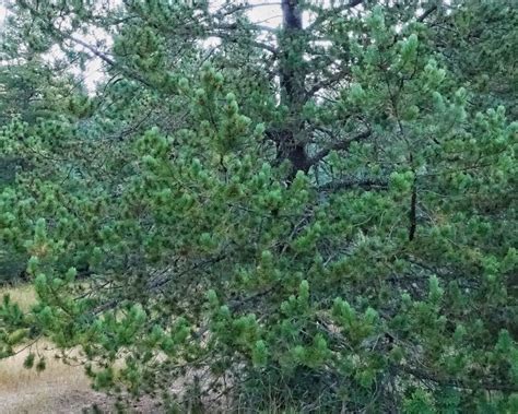 Pinus Contorta Lodgepole Pine 10000 Things Of The Pacific Northwest