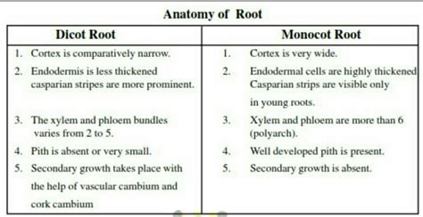 Difference Between Monocot Root And Dicot Root