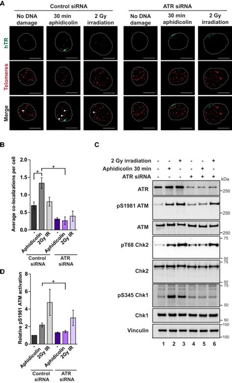 Stalled Replication Forks Trigger Telomerase Recruitment Download
