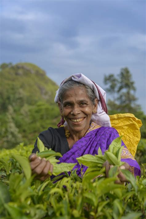 Sri Lankas Teeplantagen Ein Erlebnis Für Alle Sinne