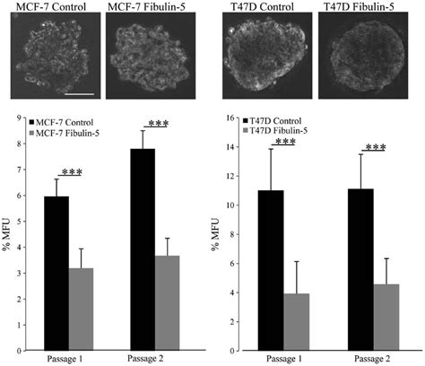 Fibulin 5 Affects Self Renewal Of Mammosphere Forming Units Presence