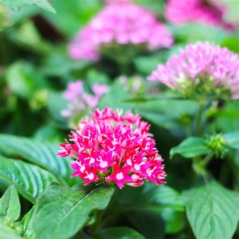 Images Calloways Hotsummerplants 3 Calloways Nursery