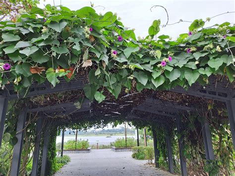 Where Do You Find Seed Pods On Hwbr Rlsa