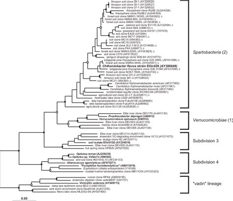 maximum likelihood dendrogram of the phylum verrucomicrobia based on