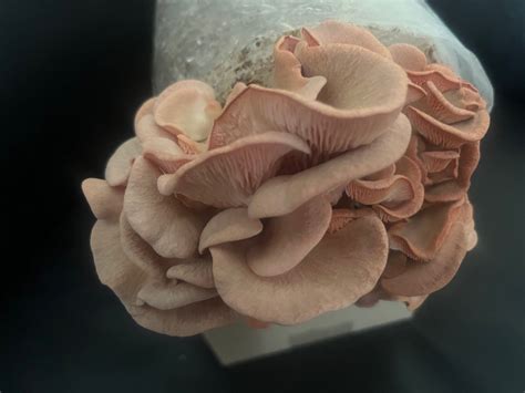 Pink Oyster Mushroom Strain Pleurotus Djamor Medifungi Medifungi