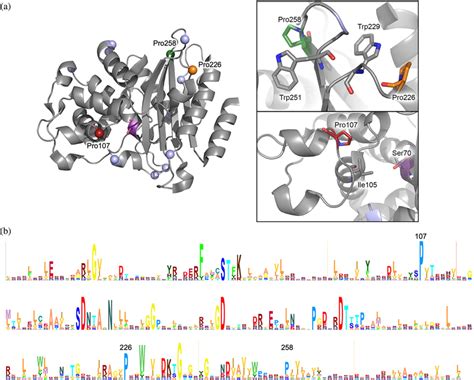 Prolines In Blac A Structure 2gdn Wang Et Al 2006 And B