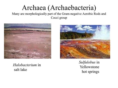 Ppt Taxonomy And Classification Of Microbes Especially Prokaryotes Powerpoint Presentation