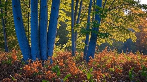 Why Blue Trees Turn Brown Expert Care Tips To Revive