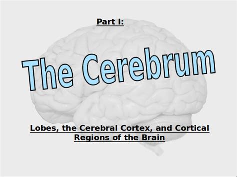 Free 9 Sample Brain Powerpoint Templates In Ppt