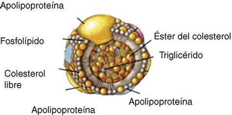 La Esterificación Del Colesterol Un Proceso Vital Librería La Tijera