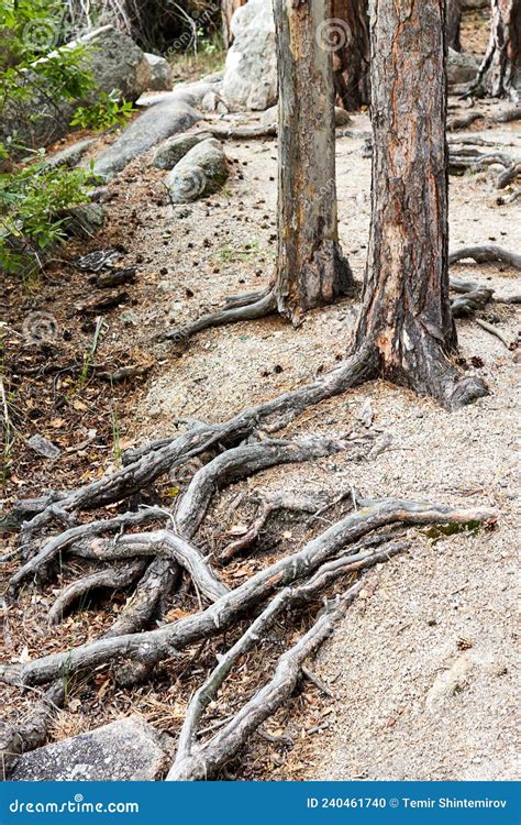 Tree With Roots Coming Out Of The Ground Stock Photo Image Of Nature Roots 240461740