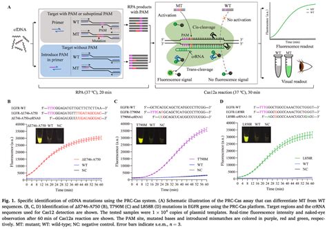 Universal And Highly Accurate Detection Of Circulating Tumor Dna