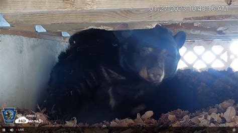 Black Bear Hibernating