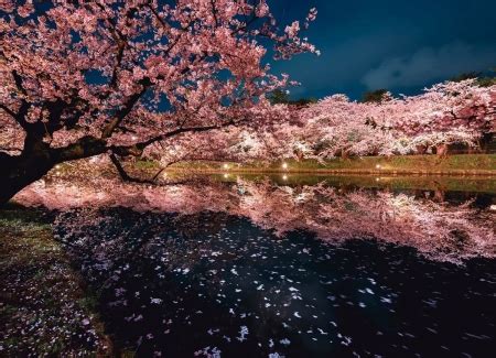 Sakura Beaches And Nature Background Wallpapers On Desktop Nexus Image