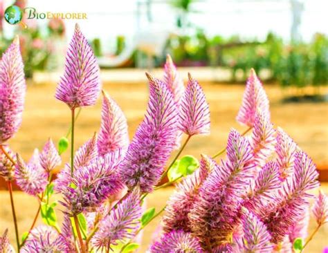 Mulla Mulla Flower Ptilotus Exaltatus Wildflower Bioexplorer