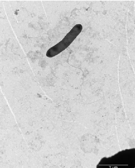 Oceanobacillus Kapialis Semantic Scholar