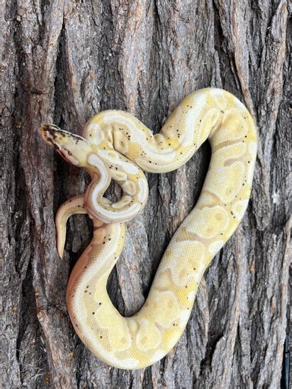 Paradox Banana Female Free Shipping Ball Python By Aisreptiles