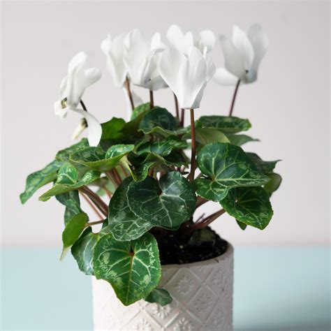 Cyclamen Care How To Keep Them Happy And Healthy
