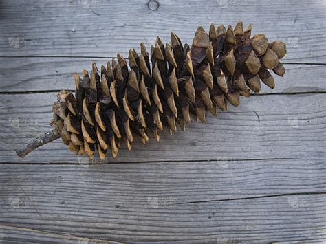 木板上的红杉球果