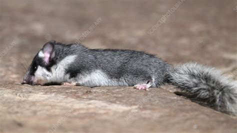 Spectacled Dormouse Stock Video Clip K0156176 Science Photo Library