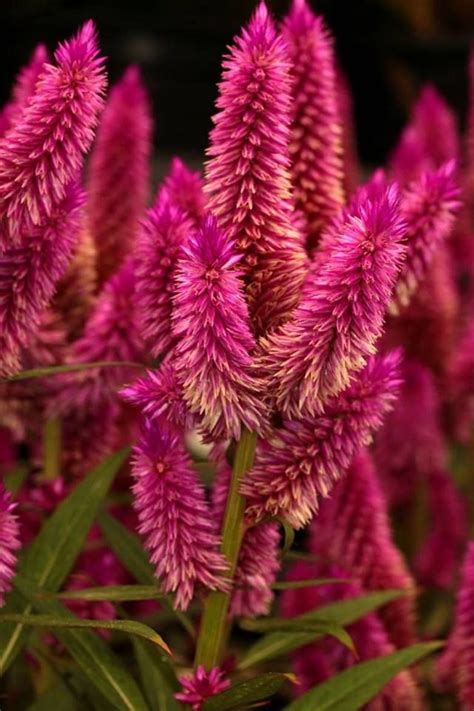 16 Celosia Varieties Make A Colourful Garden With Cockscomb