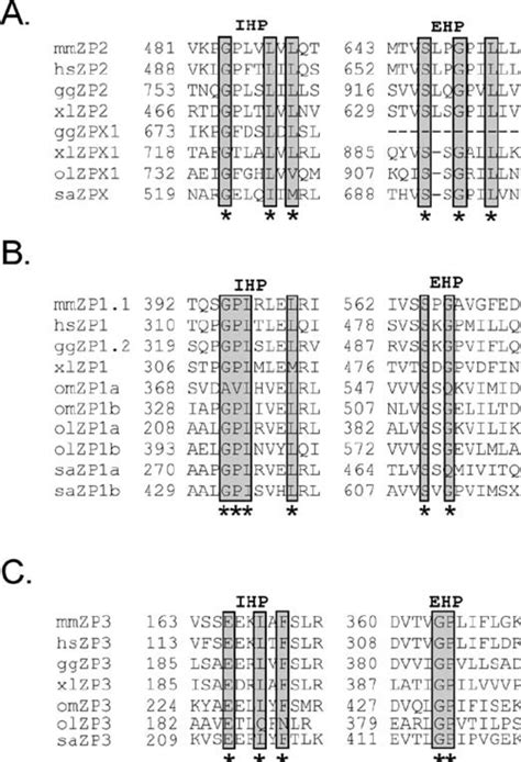 Comparisons Of The Internal Hydrophobic Patch Ihp And The External