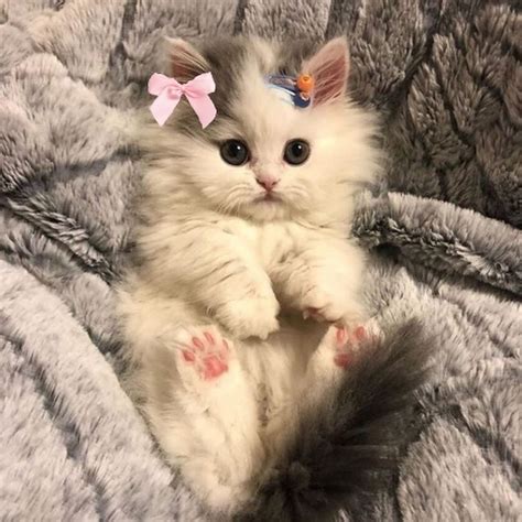 Котя котик Youtube