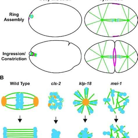 Cls 2 Is Required For Oocyte Meiotic Spindle Assembly And Polar Body