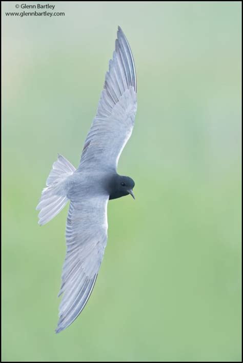 Black Tern Focusing On Wildlife
