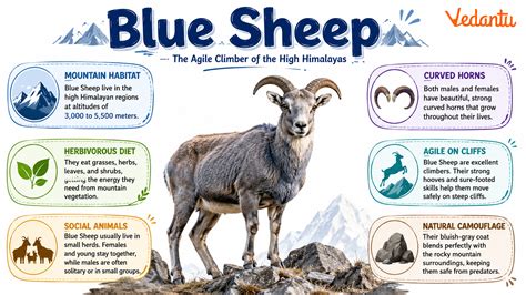 Blue Sheep Bharal Facts Habitat And Diet