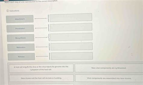 Solved Match Each Step Of Viral Reproduction To The Correct Description ① Instructions Attachm