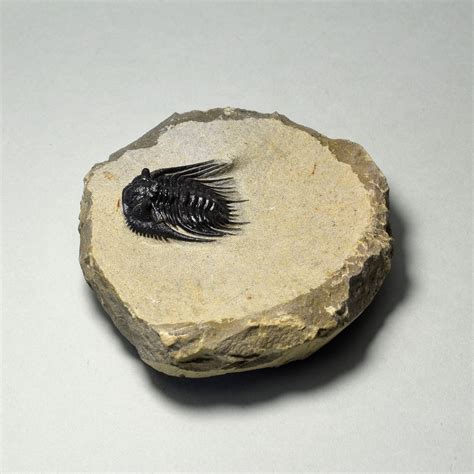 Fine Trilobite Leonaspis Haddanei