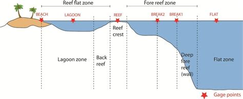 Schematic Profile Of A Coral Reef In Front Of A Sloping Beach Adapted