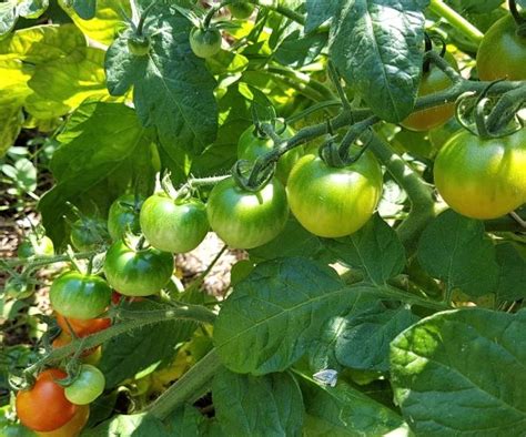Mexikanische Honigtomate Tomaten Aus Kurpfalz Samenfeste Sorten