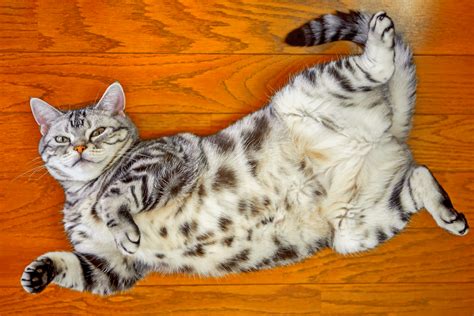 10 Comportements De Chat à Connaître Absolument Pour Enrichir Votre Complicité